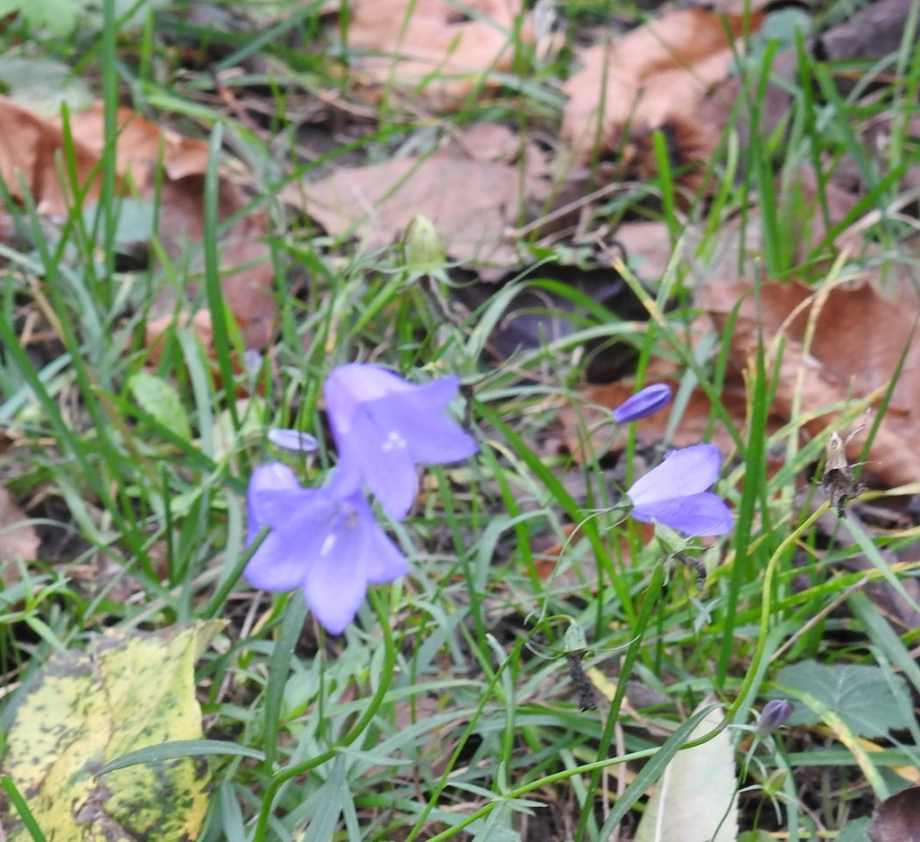 Common Harebell from 10050 Venaus TO, Italia on November 13, 2022 by ...