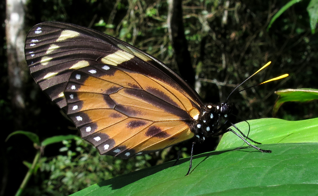 Tiger Mimic-Queen from Moyobamba Province, Peru on September 21, 2018 ...