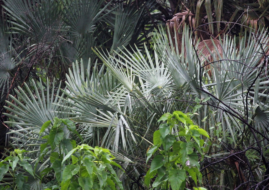 Caranday Palm from Villa Hayes, Paraguay on March 29, 2015 at 07:46 AM ...