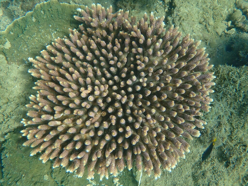 Acropora millepora in October 2022 by Rachelle Brown · iNaturalist