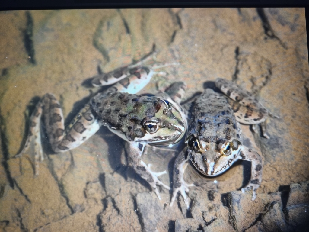 Something by Mariaan Claassen · iNaturalist