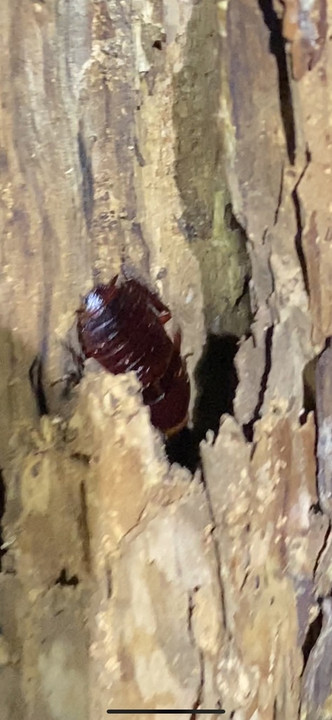 Florida Woods Cockroach from River Oaks Rd, Melbourne Beach, FL, US on ...