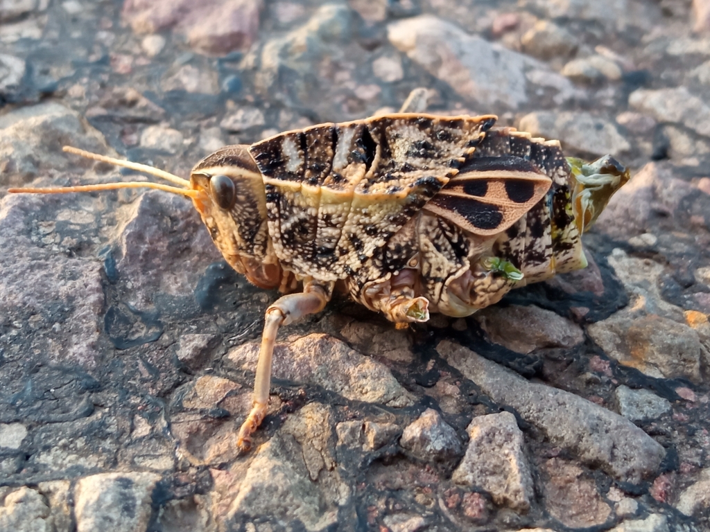 Alcamenes from Sequeira on October 29, 2022 at 06:37 PM by Gonzalo ...