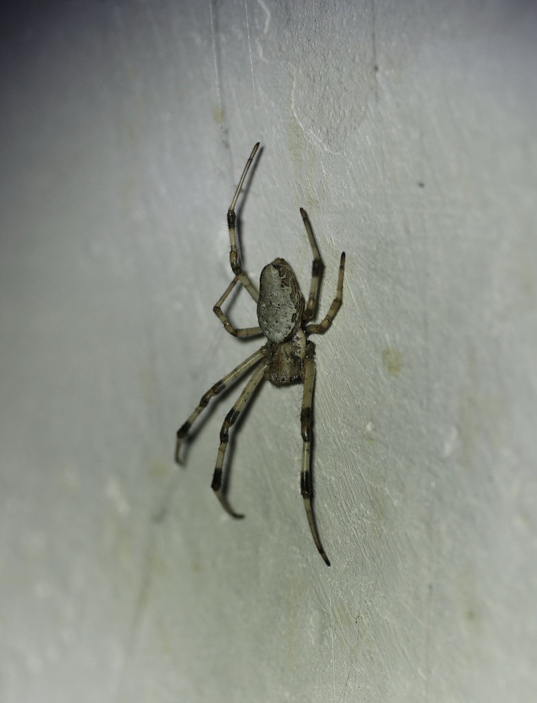 African Hermit Spider from Mulanje, Malawi on November 12, 2022 at 02: ...