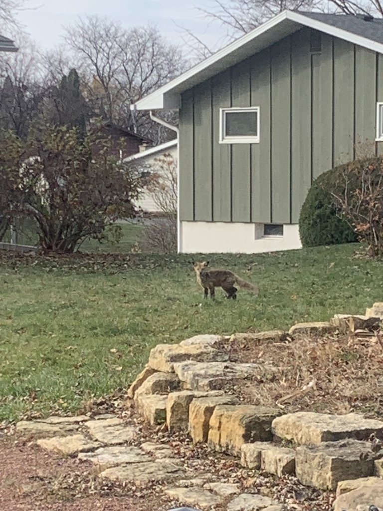 Red Fox from Cardinal Dr, Middleton, WI, US on November 14, 2022 at 09: ...
