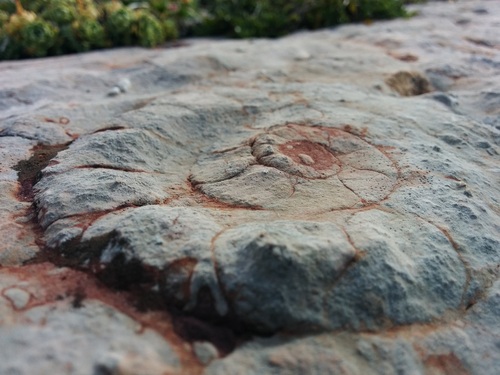 Ammonoids (Subclass Ammonoidea) · iNaturalist