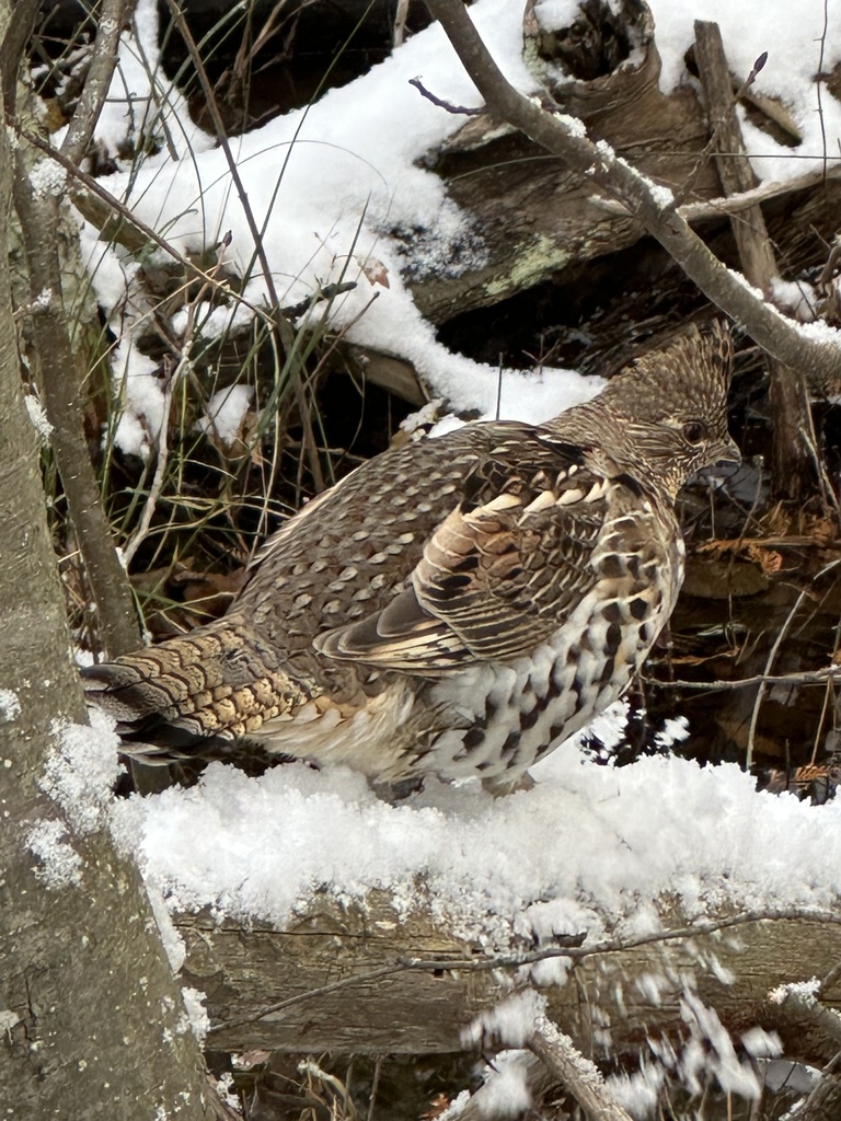 Ruffed Grouse from Crystal Bend Dr, Glen Arbor, MI, US on November 14 ...