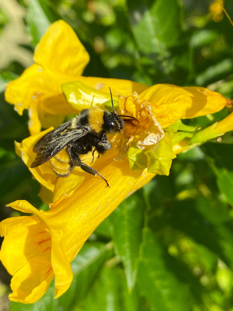 Sonoran Bumble Bee from Del Rio on November 14, 2022 at 10:27 AM by ...