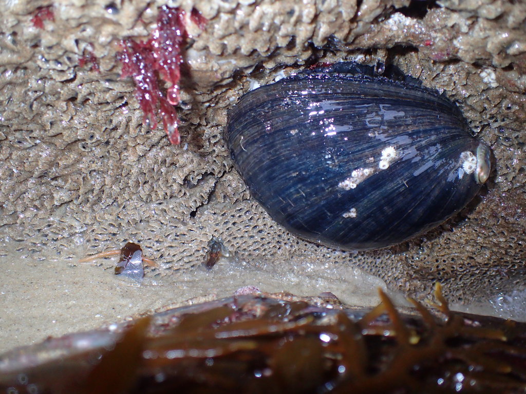 Black Abalone (Multi-Agency Rocky Intertidal Network ) · iNaturalist