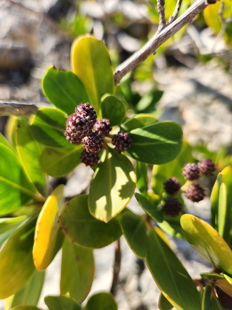 Green Buttonwood from New Providence, The Bahamas on November 14, 2022 ...