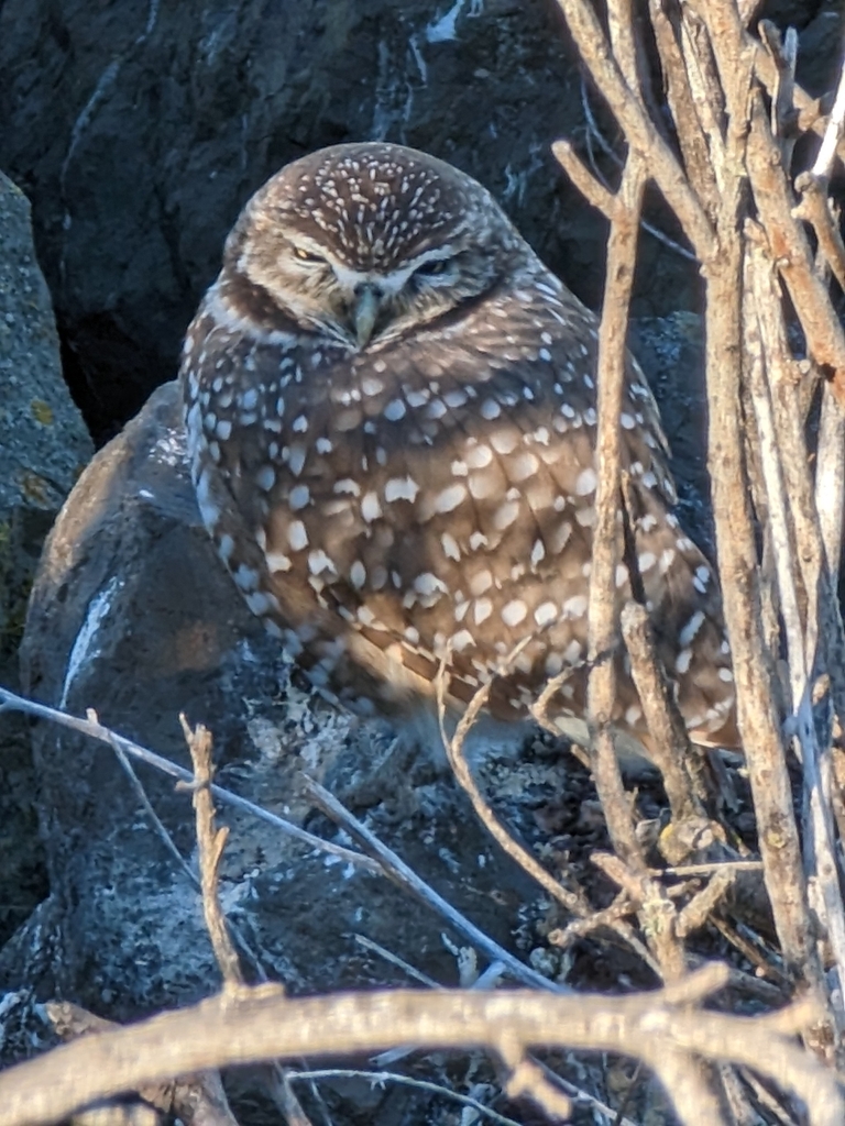 Burrowing Owl from Southwest Annex, Richmond, CA, USA on November 14 ...