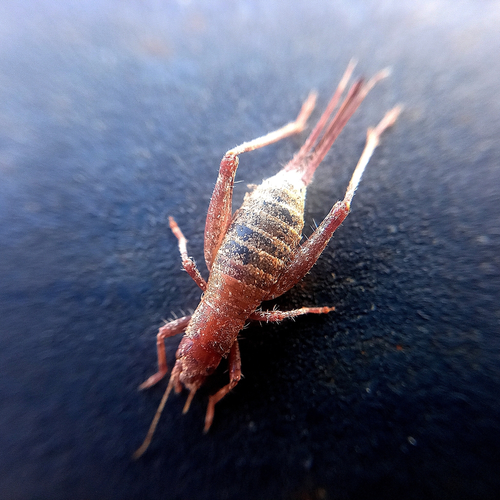 Hairy Scale-cricket from 8000 Бургас, България on November 14, 2022 by ...