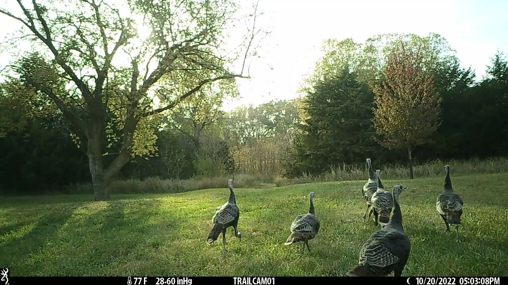 Wild Turkey in October 2022 by Louis. A rafter of wild turkeys being ...