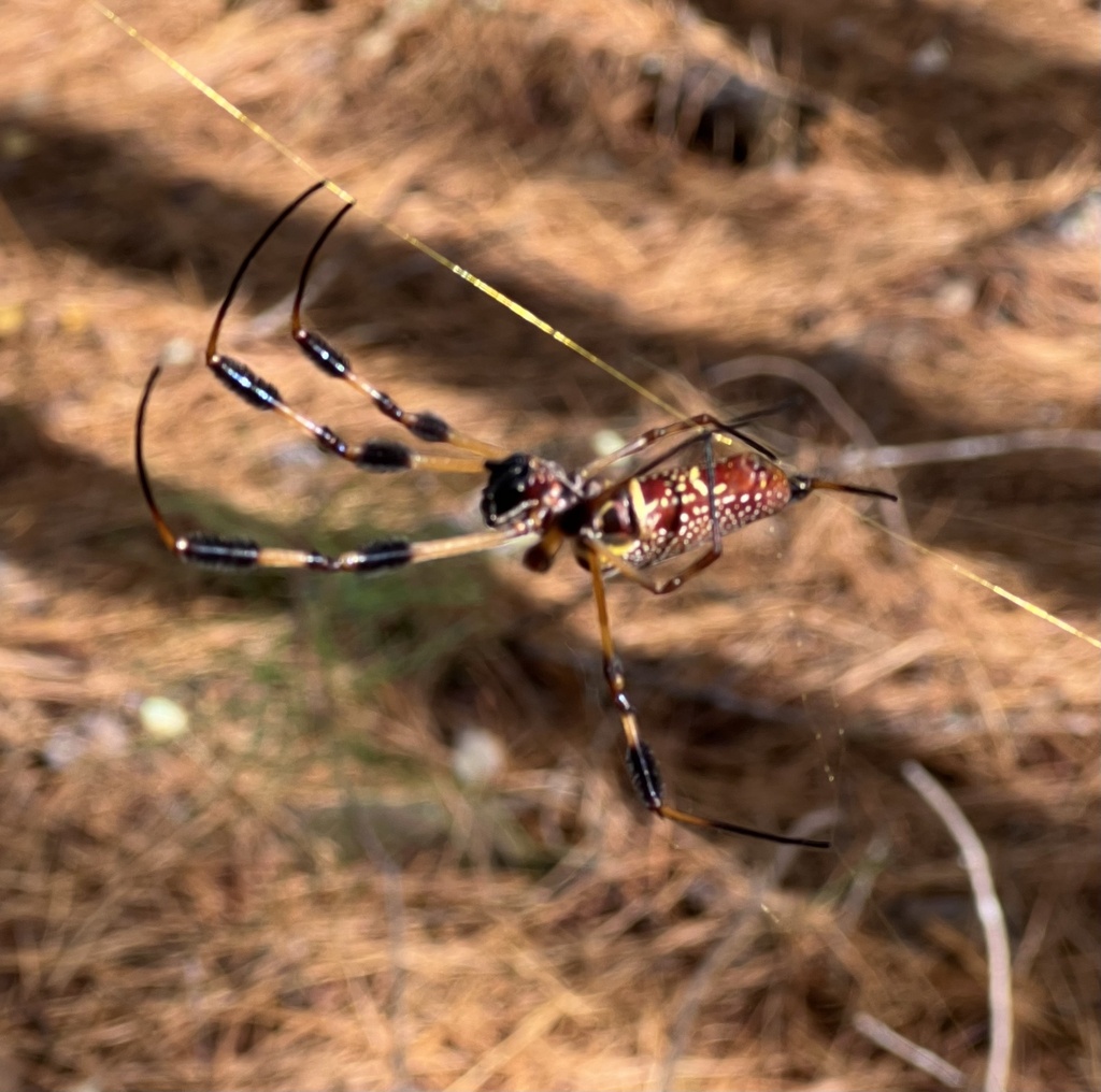 Golden Silk Spider from Barton Chapel, Augusta, GA, US on November 12 ...