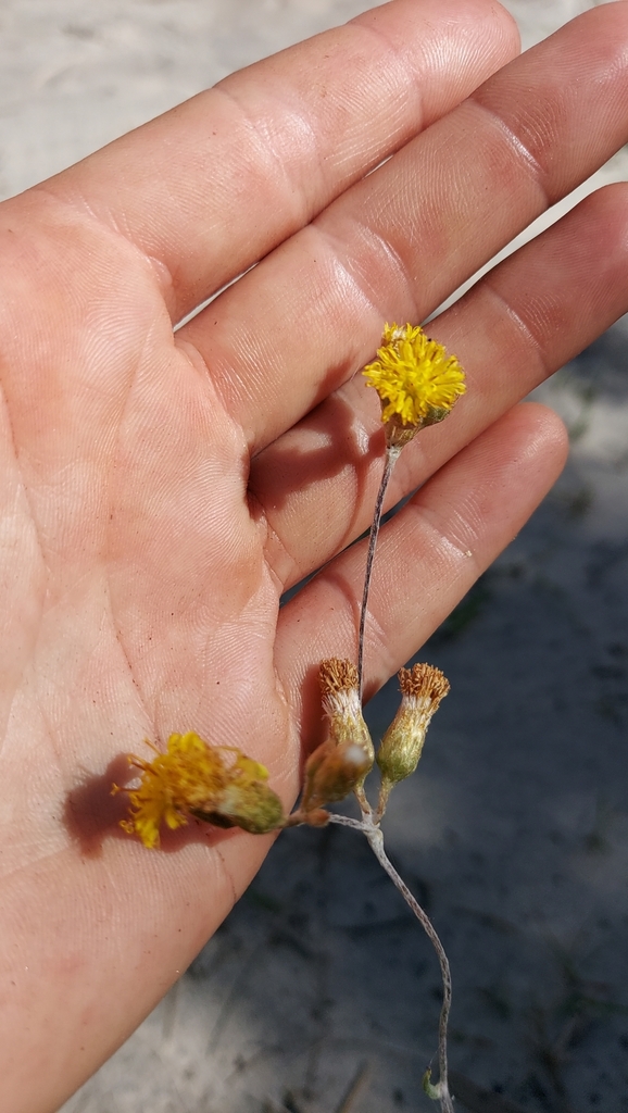 Asteroideae from Fraser Island (K'gari) QLD 4581, Australia on November 12, 2022 at 02:07 PM by ...