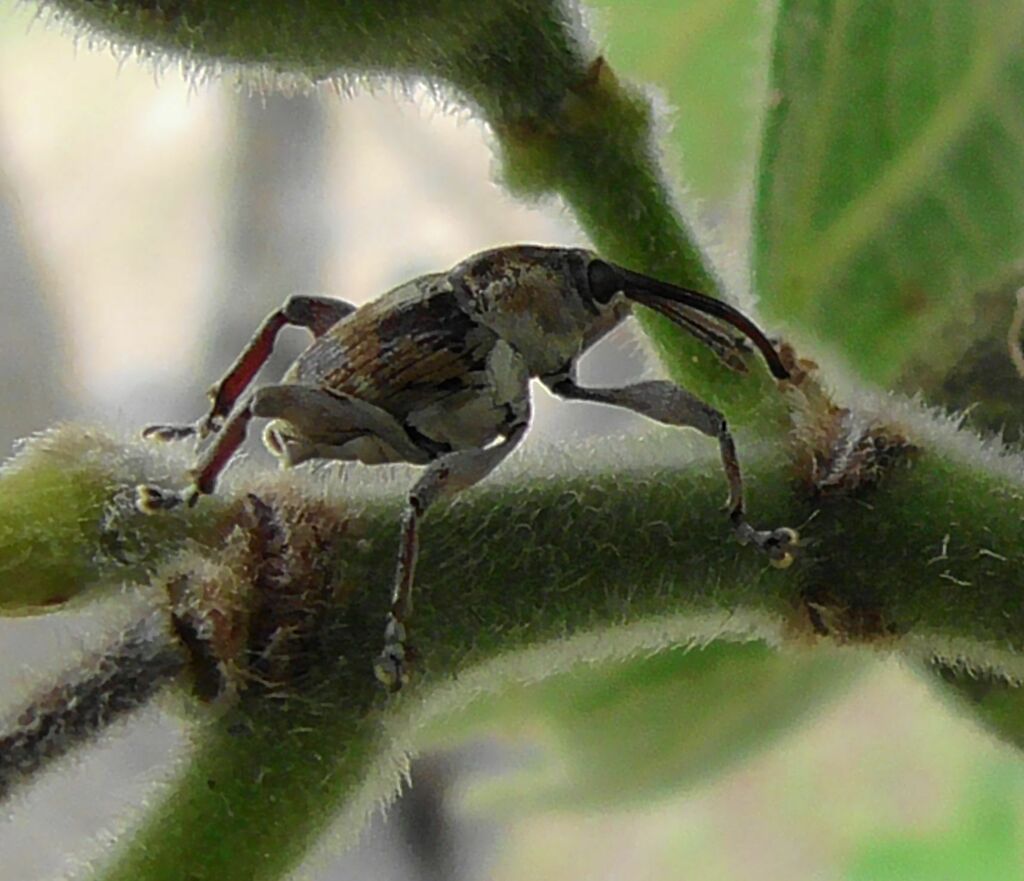 Nut and Acorn Weevils from Watsonville QLD 4887, Australia on November ...