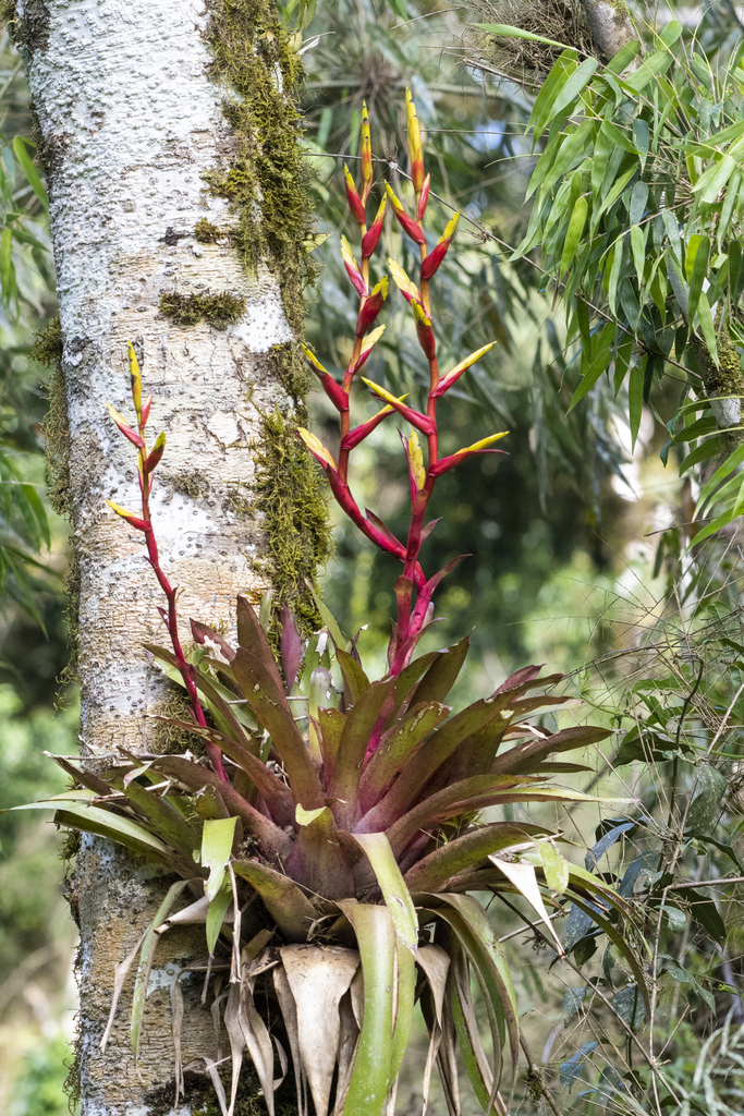 Vriesea friburgensis from Rio dos Cedros - SC, Brasil on November 9 ...