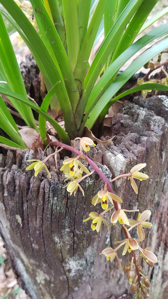 Snake Orchid from Wallaga Lake NSW 2546, Australia on November 15, 2022 ...