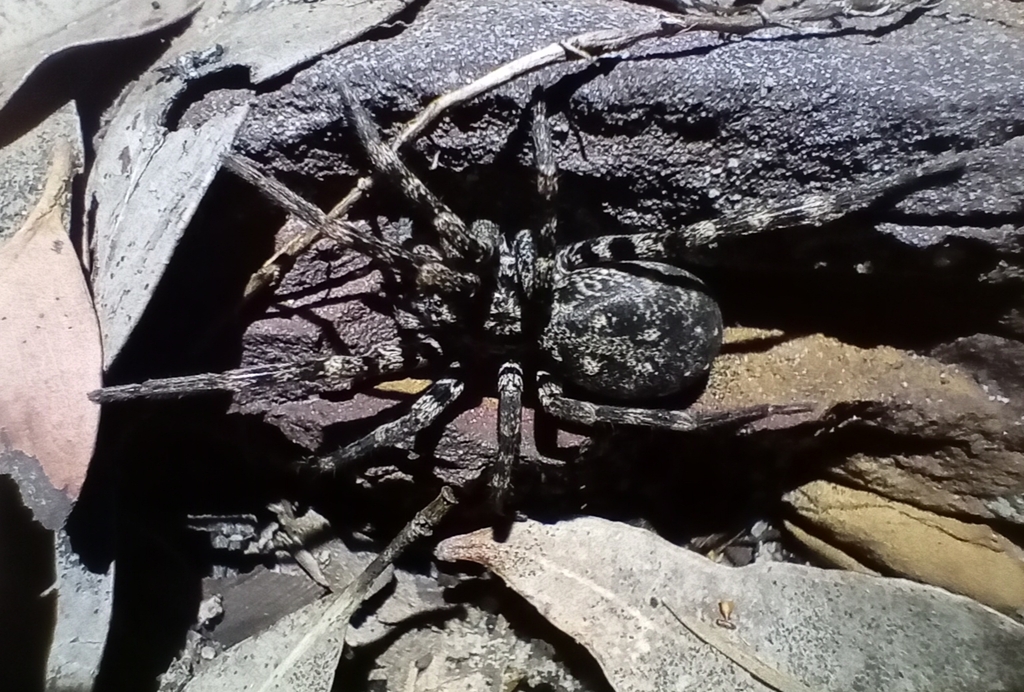 Prowling Spiders in November 2022 by patrick_campbell · iNaturalist