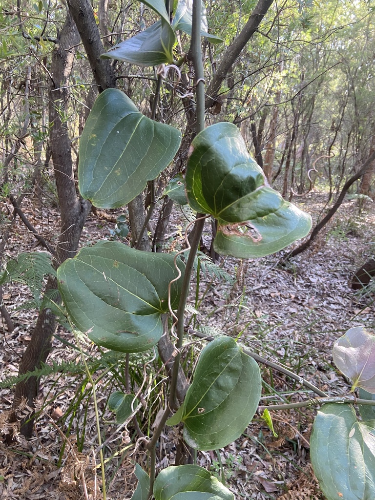 Austral Sarsaparilla from Muller St, Salamander Bay, NSW, AU on November 10, 2022 at 05:34 PM by ...