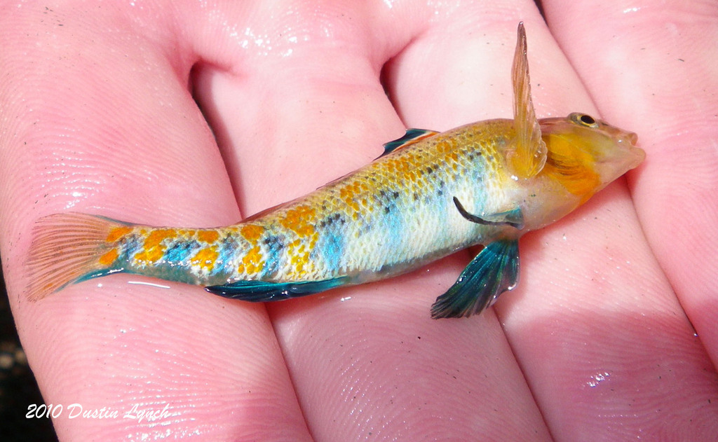 Plateau Darter from Spring Creek - Rocky Ford State Park, Cherokee Co ...