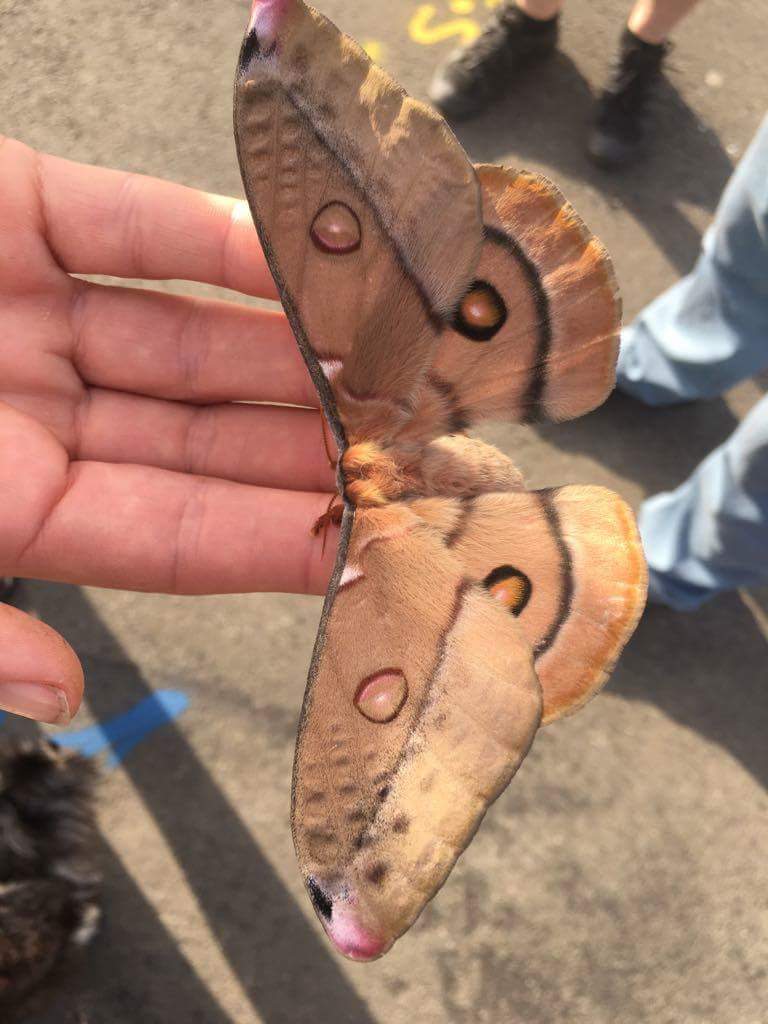 Emperor Gum Moth by Karen Baker · iNaturalist