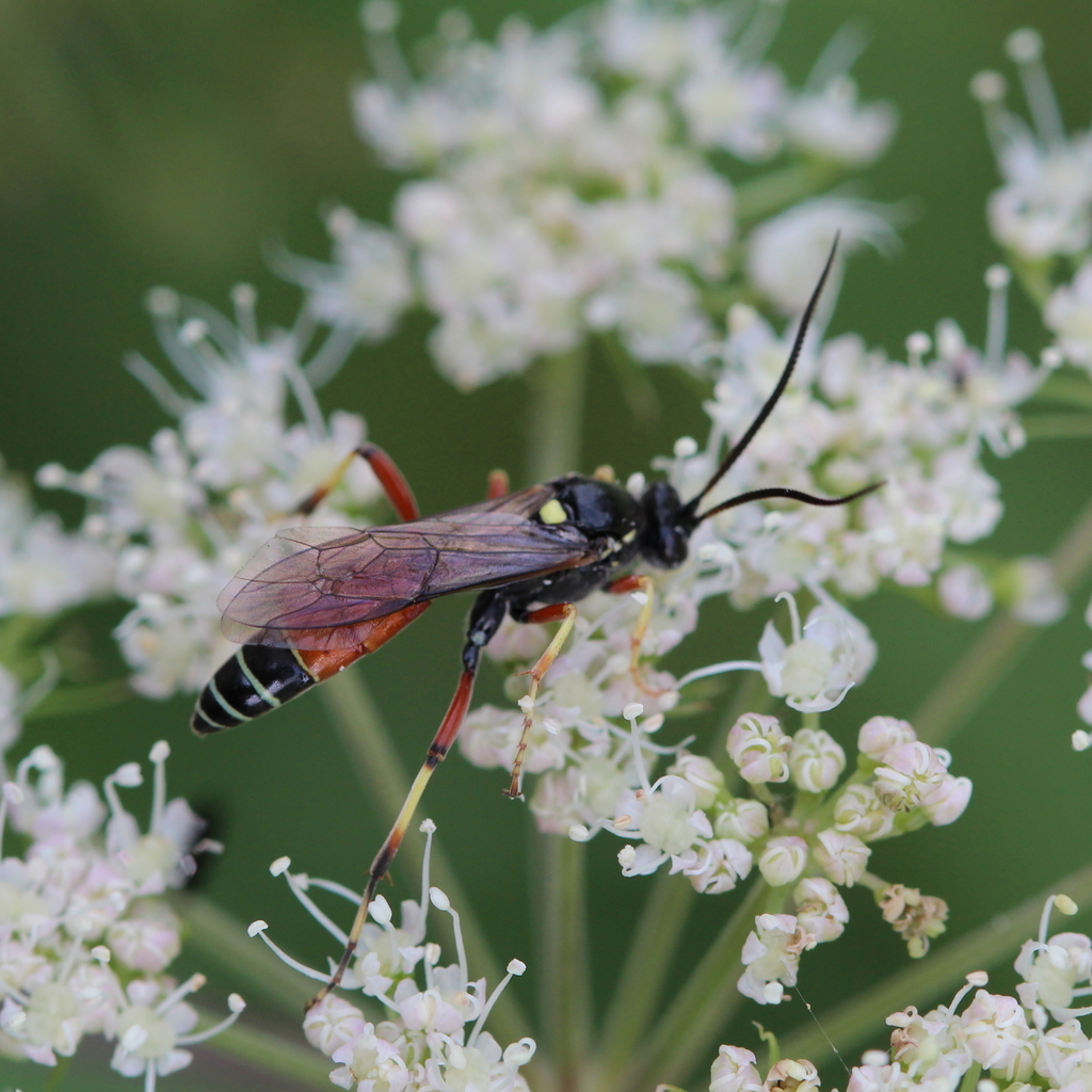 Ctenichneumon panzeri from Rurange-lès-Thionville, France on September ...
