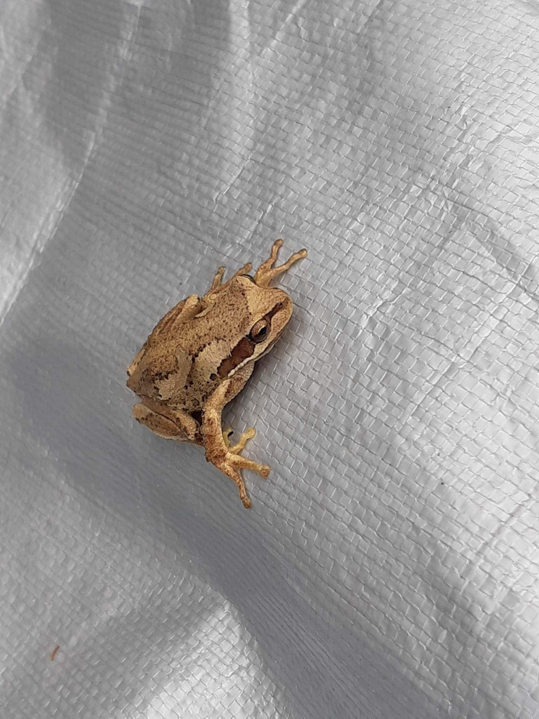 Southern Brown Tree Frog from 9679, New Zealand on November 15, 2022 at ...