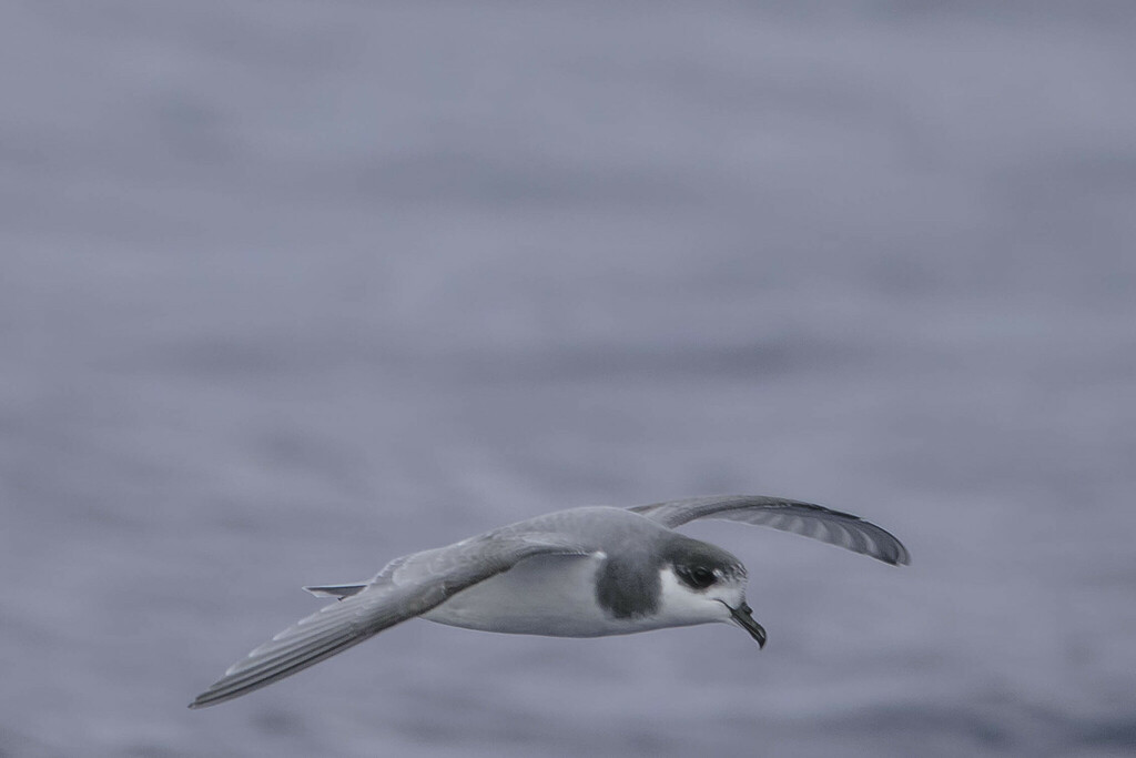 Blue Petrel from Port Fairy on June 12, 2016 at 11:24 AM by Adam Fry ...