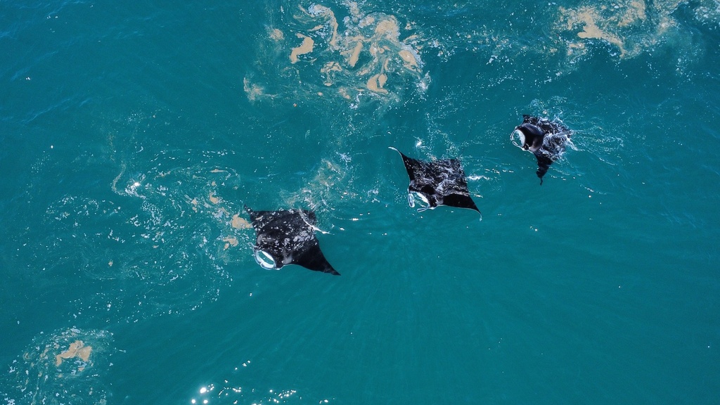 Reef Manta Ray from Coral Sea, Point Lookout, QLD, AU on November 15 ...