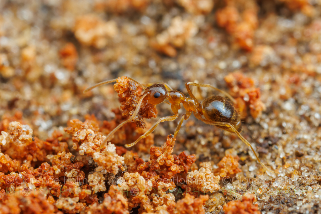 American Winter Ant from Atlanta State Park, Cass County, TX, USA on ...
