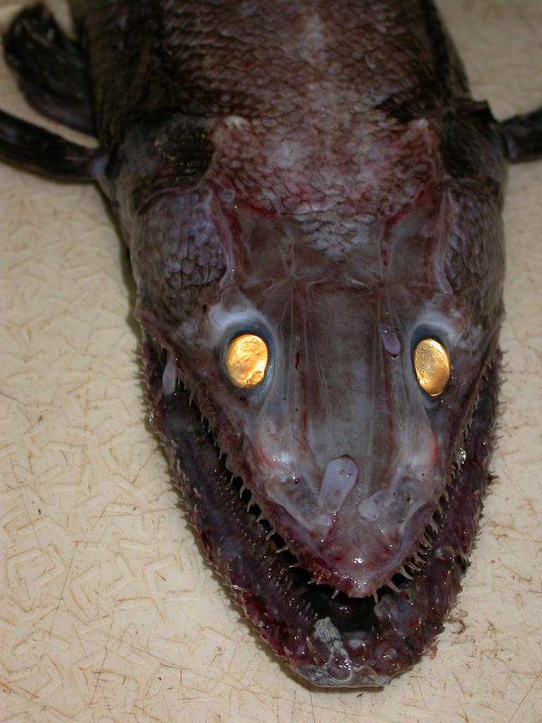 Deepsea Lizardfish in March 2004 by Joao Tiago Tavares · iNaturalist