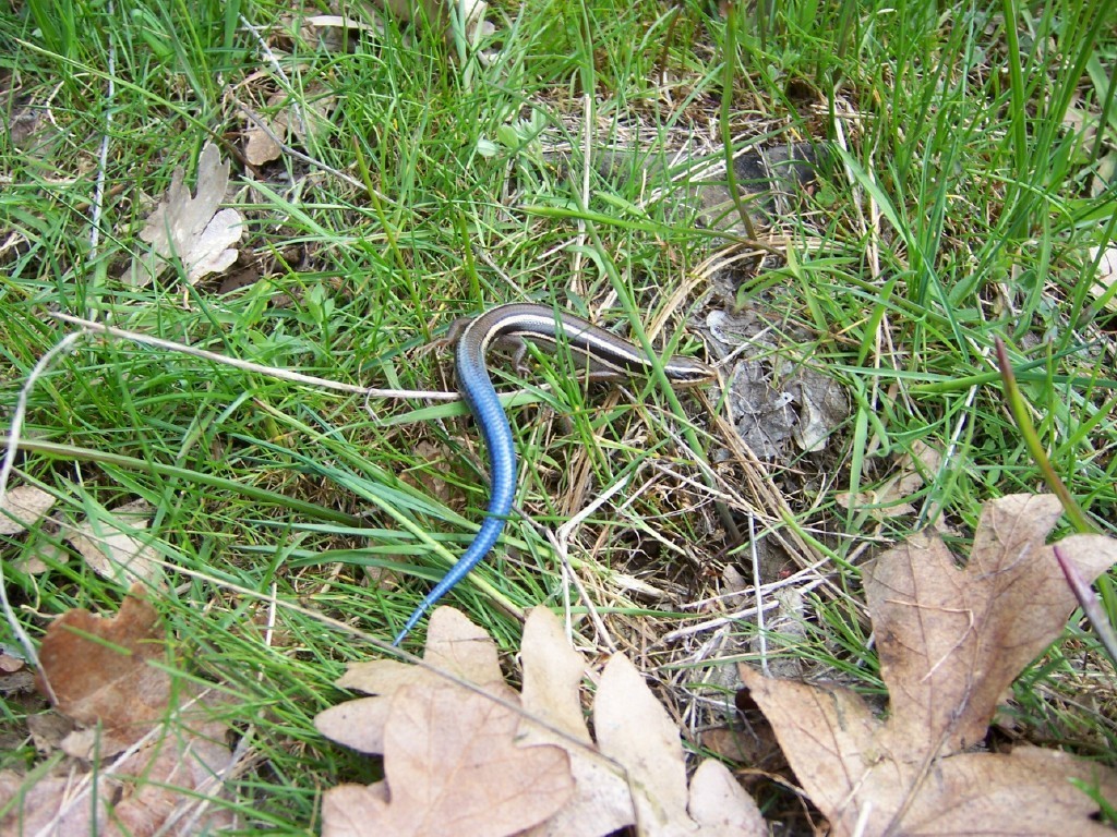 Western Skink from Klickitat County, US-WA, US on March 5, 2005 at 03: ...