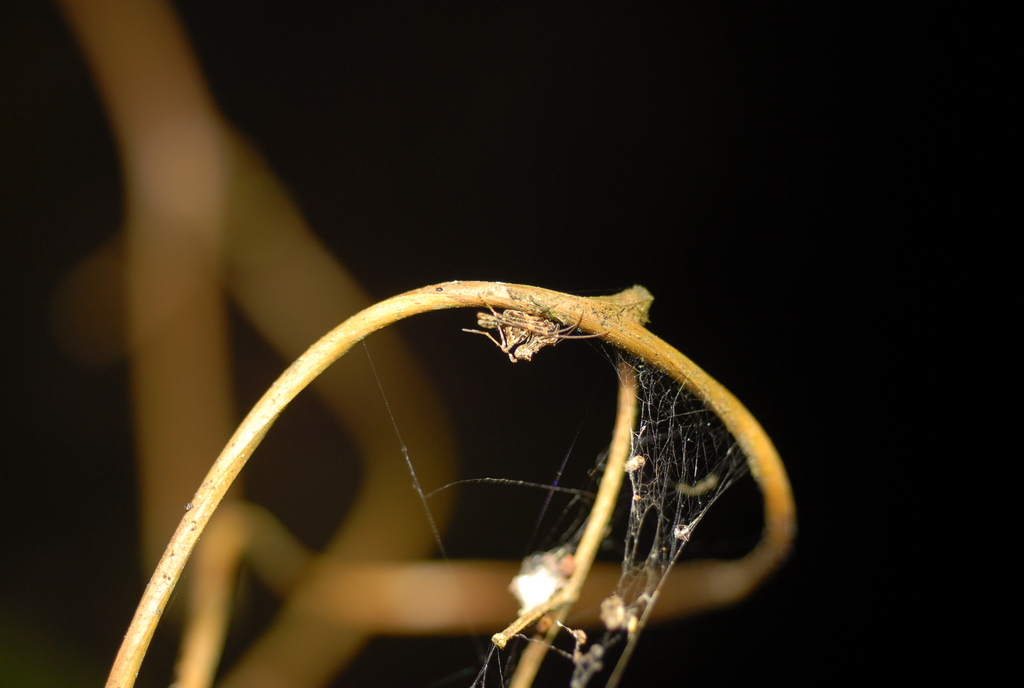 Long-necked Assassin Spiders from Anjozorobe, Madagascar on November 06 ...