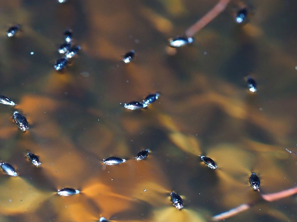 Gyrinus in November 2022 by TL. järvellä · iNaturalist