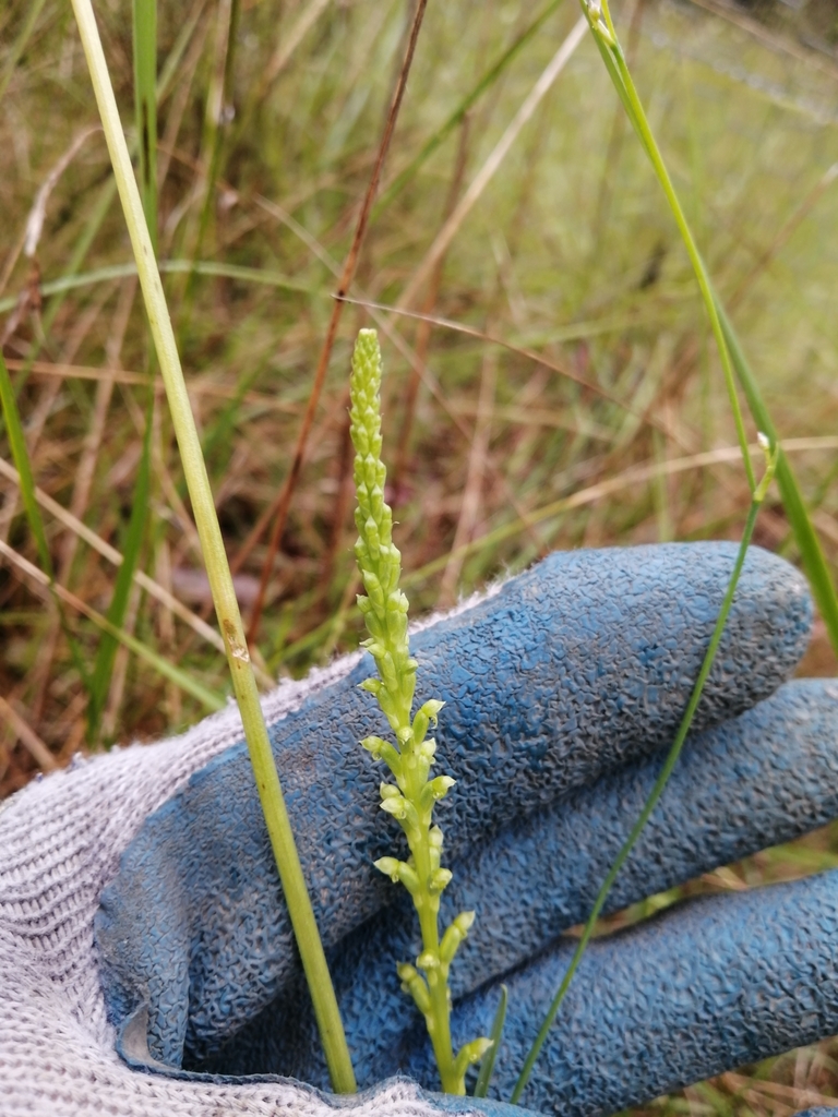 slender onion-orchid from Hurstbridge VIC 3099, Australia on November ...