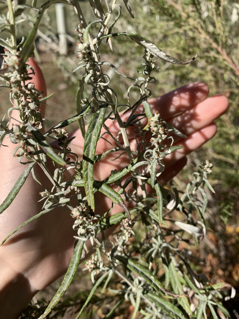 Silver Wormwood from W Covell Rd, Edmond, OK, US on November 12, 2022 ...