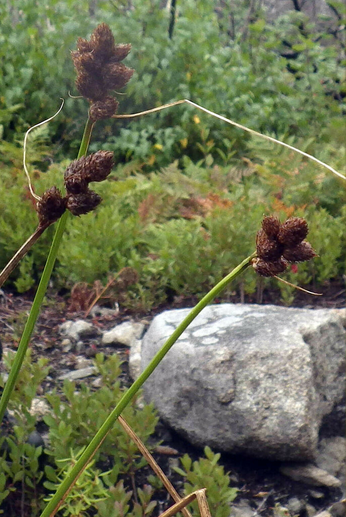 clustered sedge from Williams Lake, Halifax, NS, Canada on September 14 ...