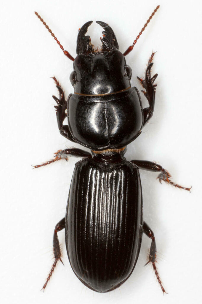 Big-headed Ground Beetle in May 2014 by Chris Rorabaugh. BugGuide entry: https://bugguide.net ...