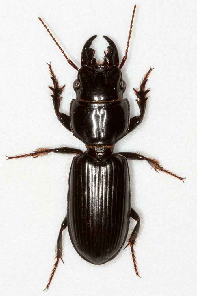 Scarites vicinus in May 2014 by Chris Rorabaugh. BugGuide entry: https ...