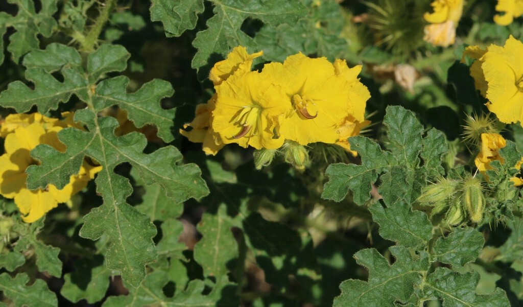 buffalo-bur from Randall County, TX, USA on September 04, 2022 at 09:17 ...
