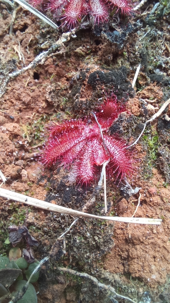 Drosera montana from Parque Estadual Campos do Jordão (Horto Florestal ...