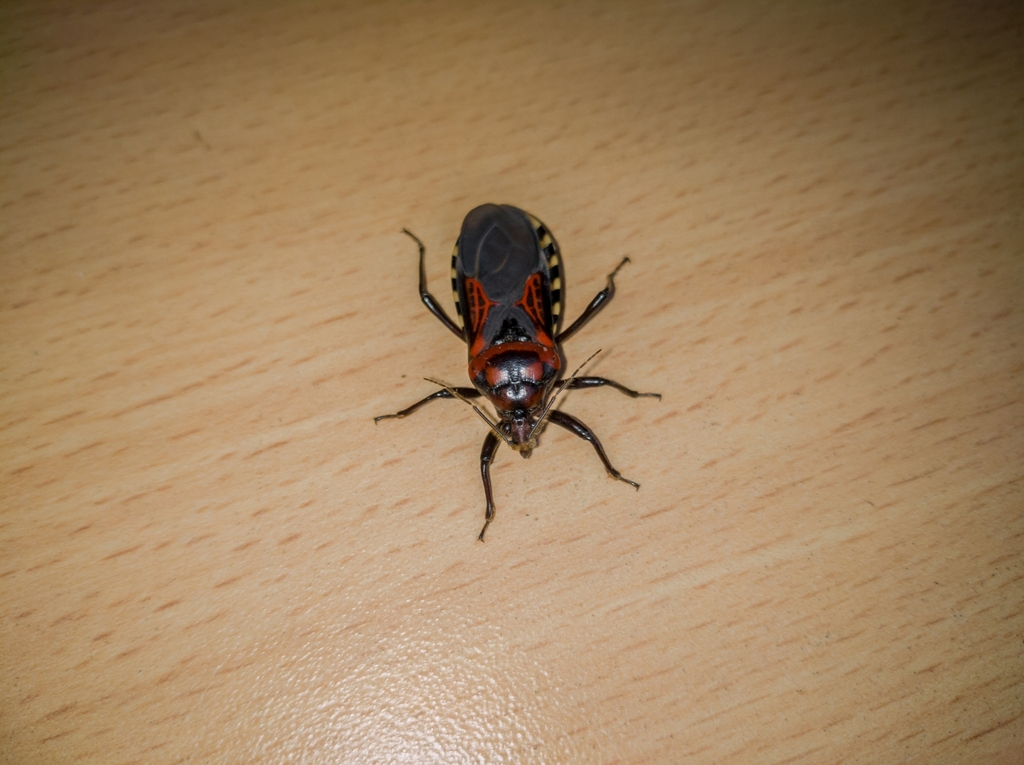 Brontostoma colossus in November 2022 by Alan Varela · iNaturalist