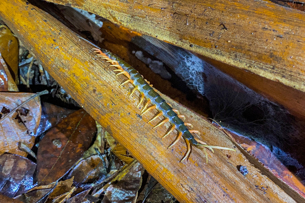 Pacific Giant Centipede from 451 Mandai Rd, Singapore on October 7 ...