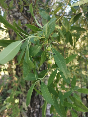 Rama prieta (Garrya salicifolia)