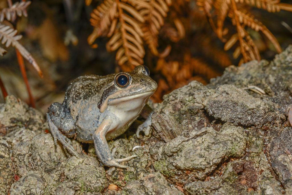 Banjo and Marsh Frogs from Norah Head NSW 2263, Australia on November ...