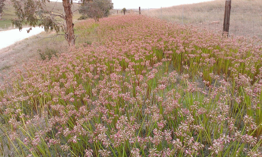 Garland lily from Kanmantoo SA 5252, Australia on March 14, 2014 at 12: ...