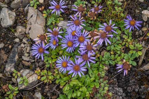 Aster stracheyi · iNaturalist