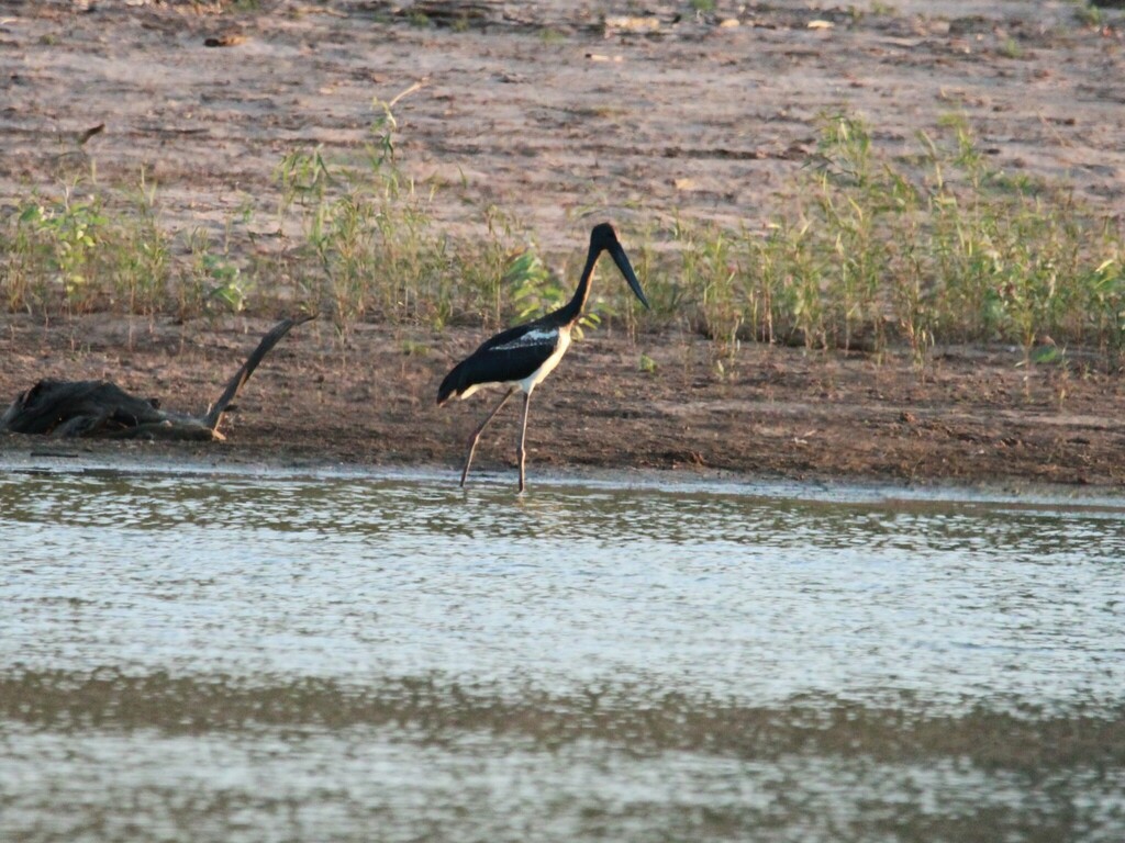 Black-necked Stork from Sandbar Danggu Gorge National Park, WA 6765 ...