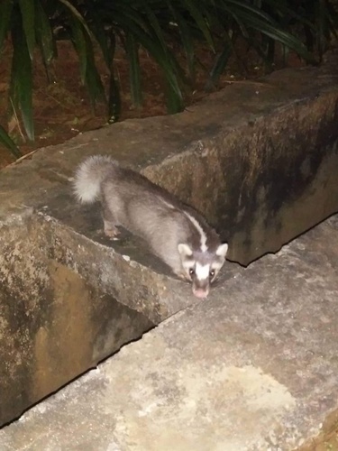 Northern Large-toothed Ferret Badger (Subspecies Melogale personata ...